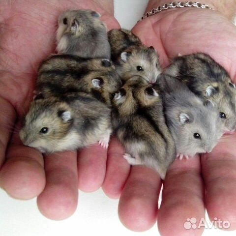 Хомяки джунгарики