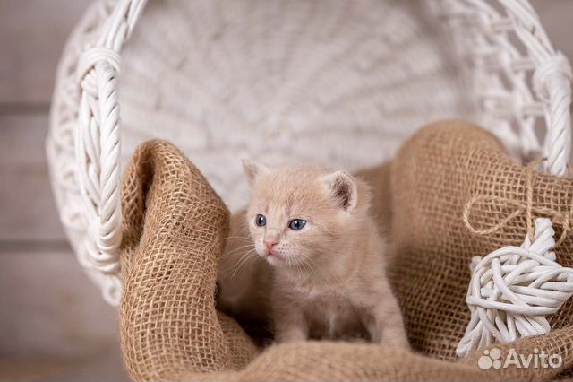Котенок котик Руся в добрые руки