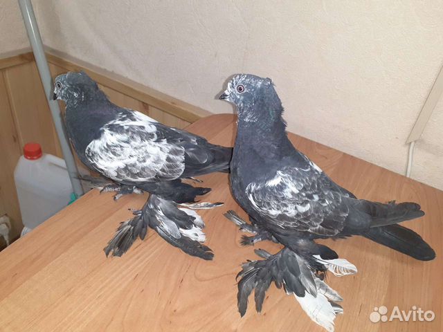 Таджикский таксиех