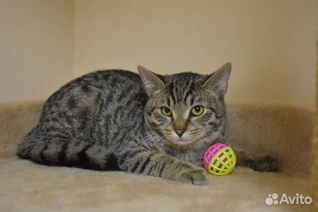 Нежный котенок девочка в добрые руки