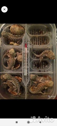 Бородатая агама