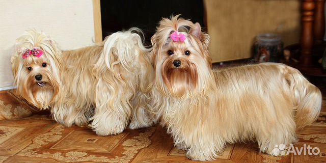 Щенки бивер йорка