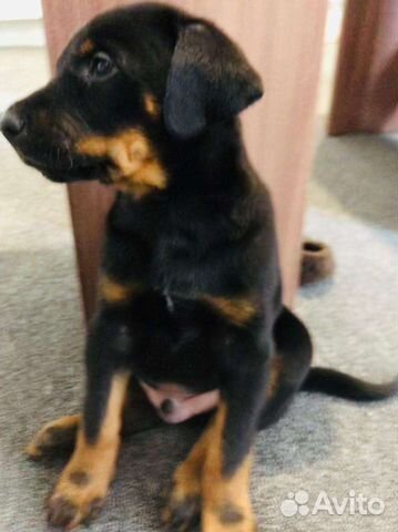Щенки добермана