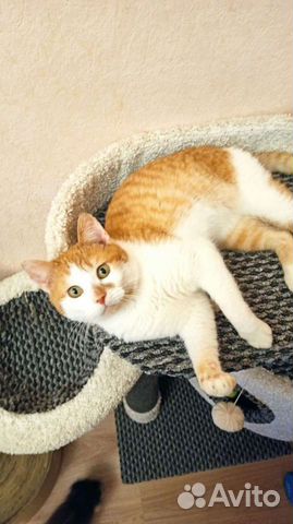 Кошка