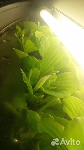 Аквариумные растения