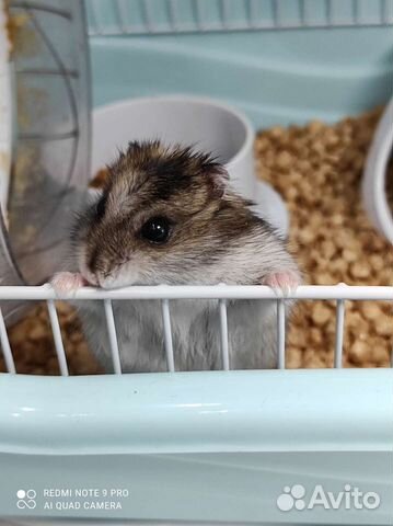Джунгарский хомяк девочка