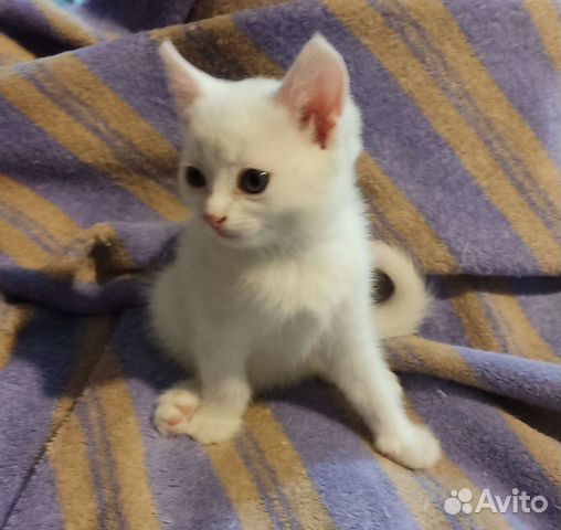 Маленькие кошечки, в заботливую семью