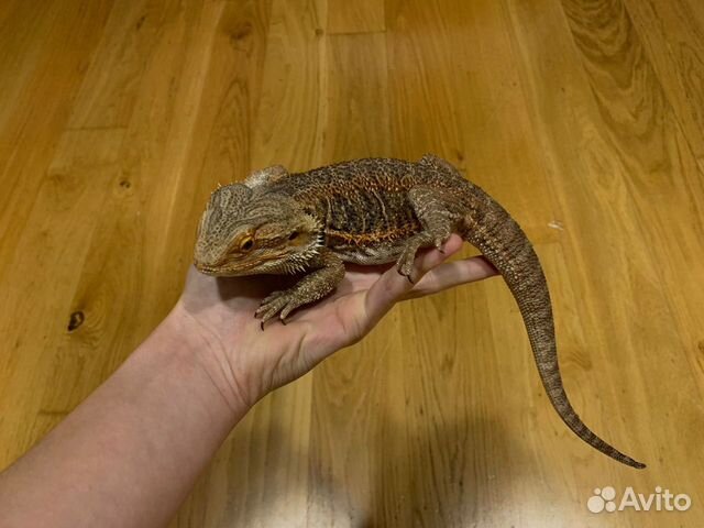 Бородатая агама с террариумом