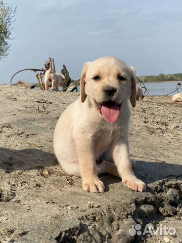 Лабрадоры-дети чемпиона