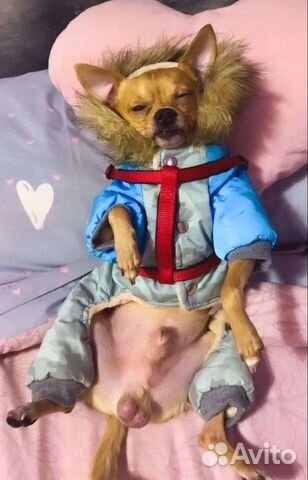 Ищу сучку для случки