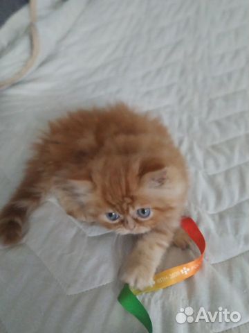 Рыжий котенок