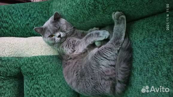 Британский кот на вязку