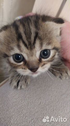 Британские вислоухие котята