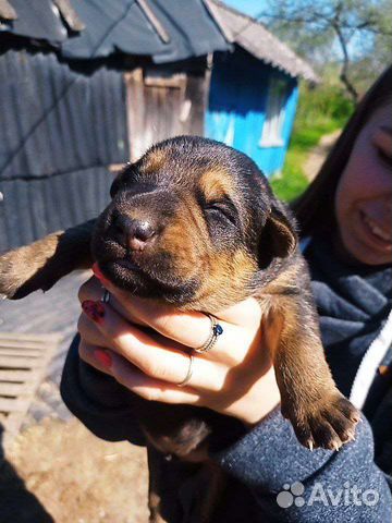 Щенки метисы овчарки