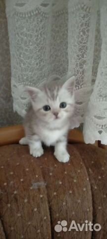Котёнок британский в дар