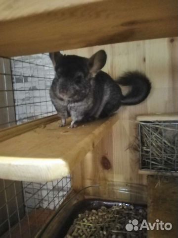 Шиншилла для вязки