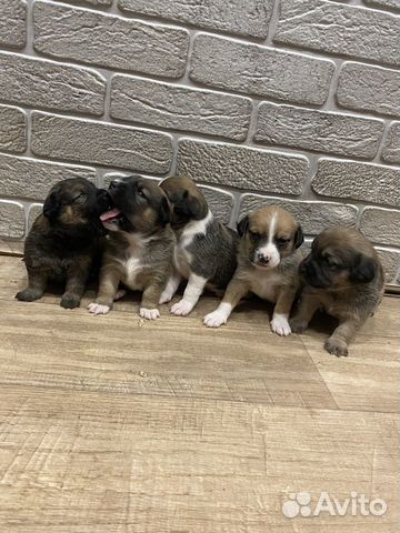 Милые щенки в добрые руки