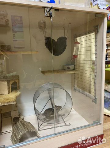 Чилийская белка дегу