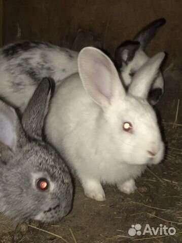 Кролики мясных пород