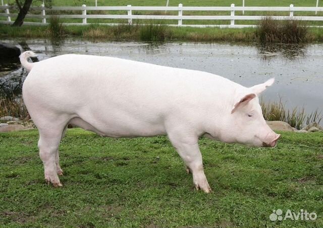 Свиньи живым весом (сальные) продам
