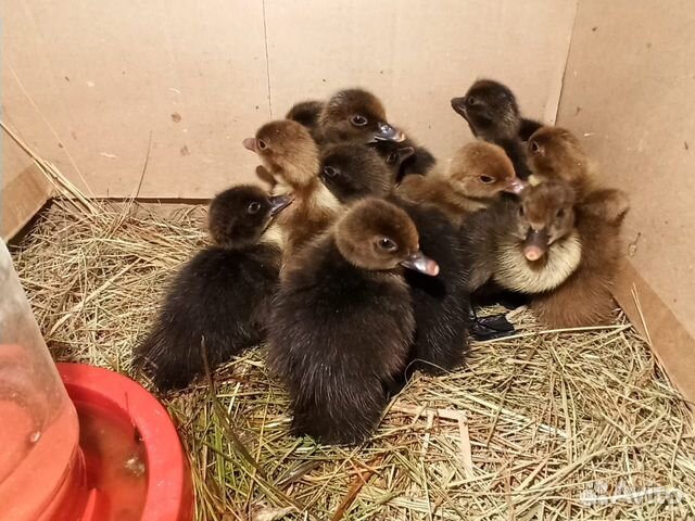 Мускусные утята