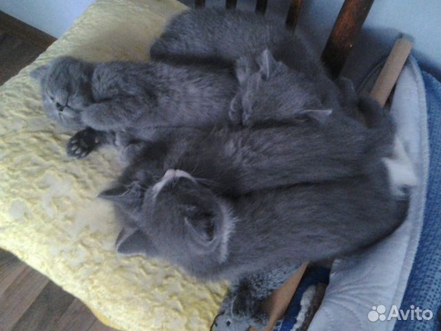 Очаровательные котята в дар