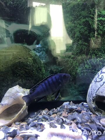 Хромис красавец