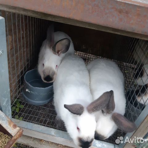 Калифорнийцы