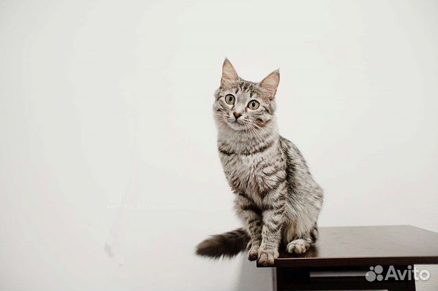 Кошка в дар