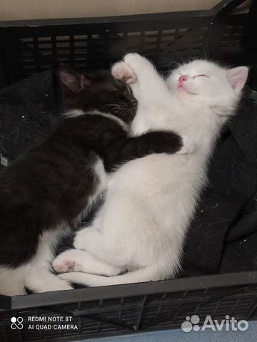 Котята в хорошие руки