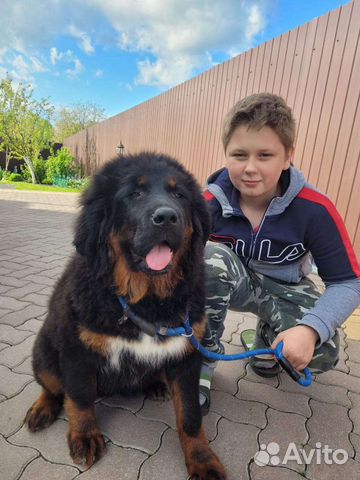 Тибетский мастиф щенки