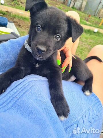 Щенок в добрые руки бесплатно