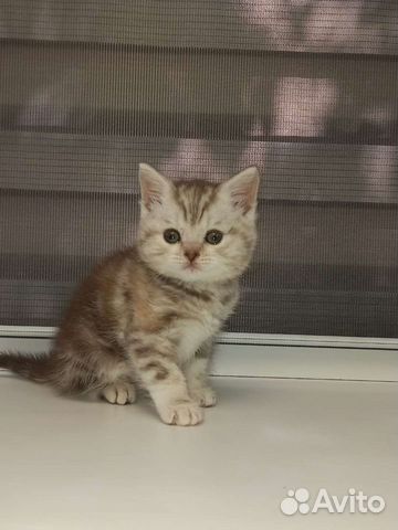 Шотландская кошечка