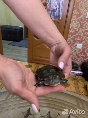 Красноухвя черепаха, мальчик 1 грд