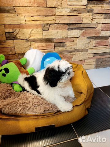 Продаётся пёсик