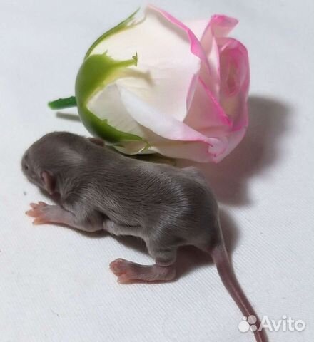 Крысята лонг от ratlove13.85
