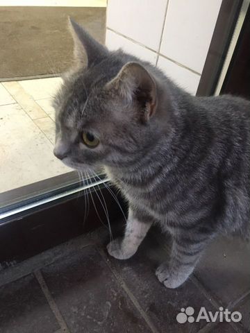 Кошка в добрые руки