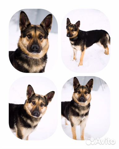 Восточноевропейская овчарка