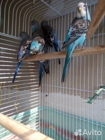 Птенцы волнистый попугай