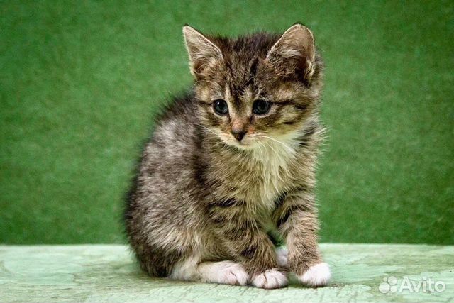Котенок Манюша в добрые руки