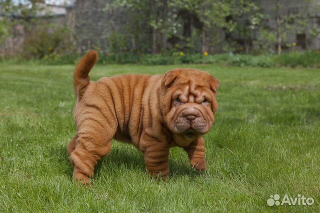 Щенки шар-пея, малыши 1, 5 мес