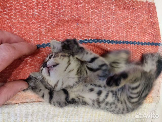 Домашняя кошка