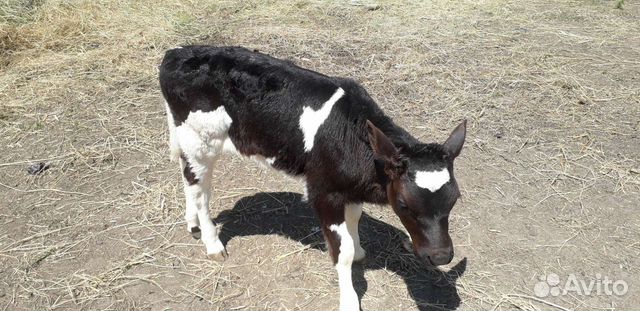 Телята, телочки