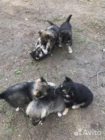 Щенки