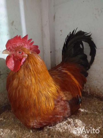 Петух Кучинская Юбилейная