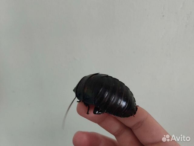 Продам магадаскарских тараканов