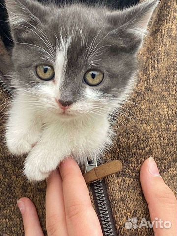 Котенок мурлыка