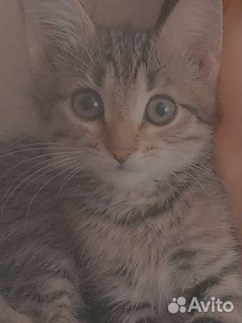 Кошечка 2.5 месяца