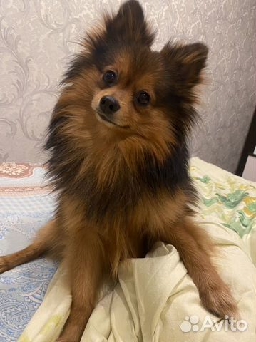 Немецкий шпиц вязка