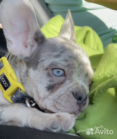 Щенок Французского Бульдога Лилак Тан Мерле
